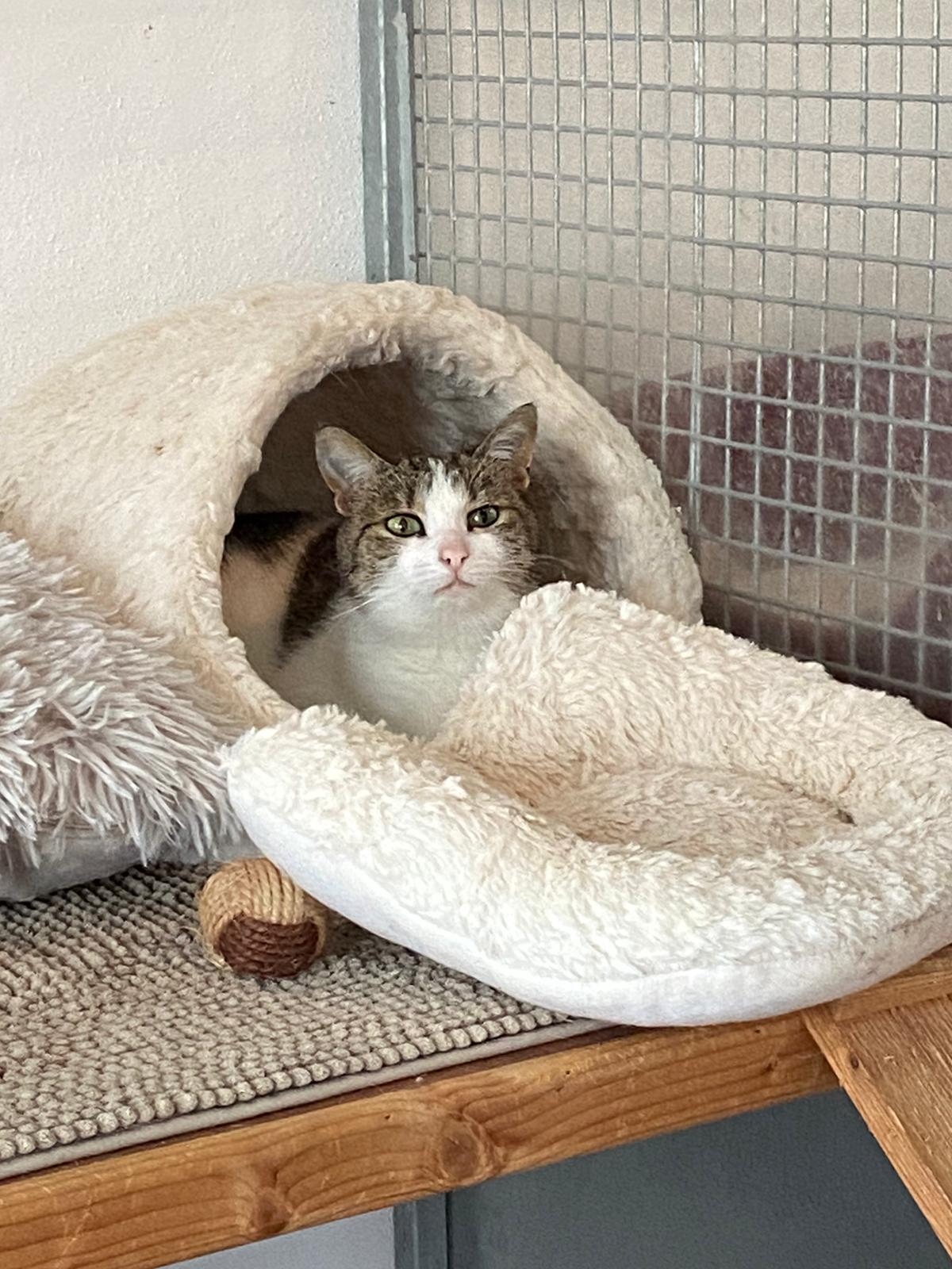 K9 Kennels – K9kutz